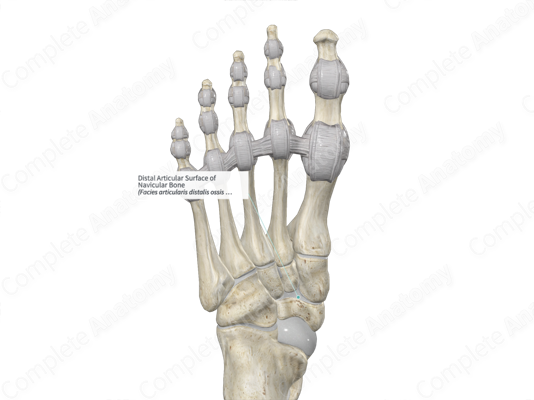 Navicular Anatomy Human Foot Anatomy. Navicular Bone Of The Foot: