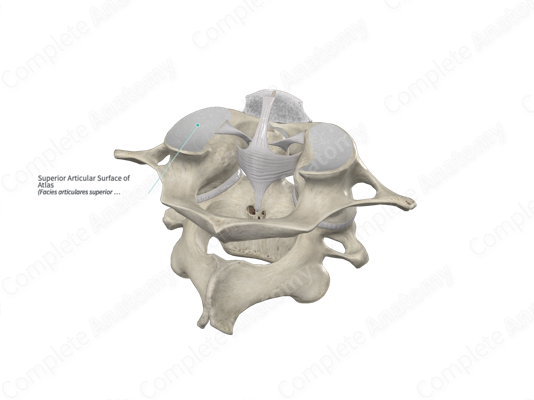 Articular Surface - an overview | ScienceDirect Topics