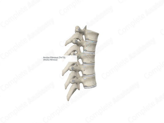 Annulus Fibrosus - an overview | ScienceDirect Topics