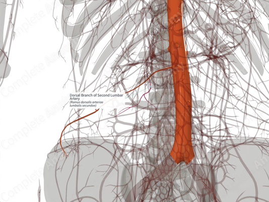 Lumbar Artery - an overview | ScienceDirect Topics