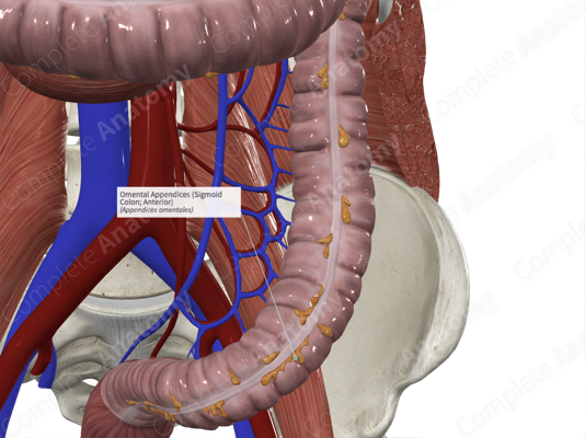 Epiploic Appendix - an overview | ScienceDirect Topics