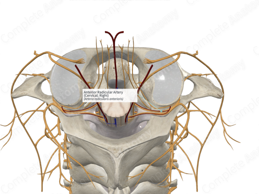 Radicular Artery - an overview | ScienceDirect Topics