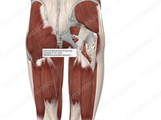 Hip Joint - an overview | ScienceDirect Topics