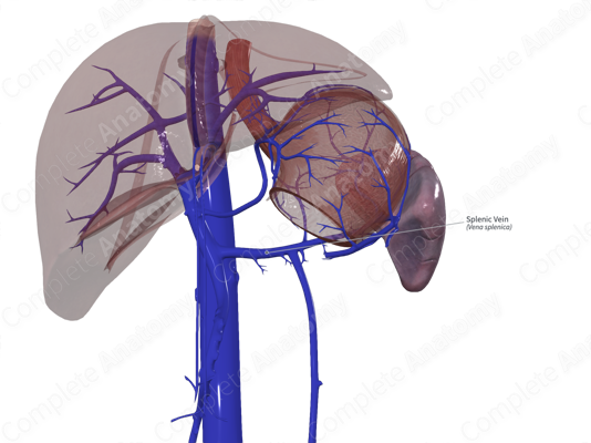 Splenic Vein Anatomy Splenorenal Venous Shunt And Normal Drainage Of