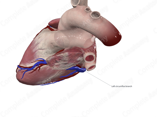Left Coronary Artery - an overview | ScienceDirect Topics