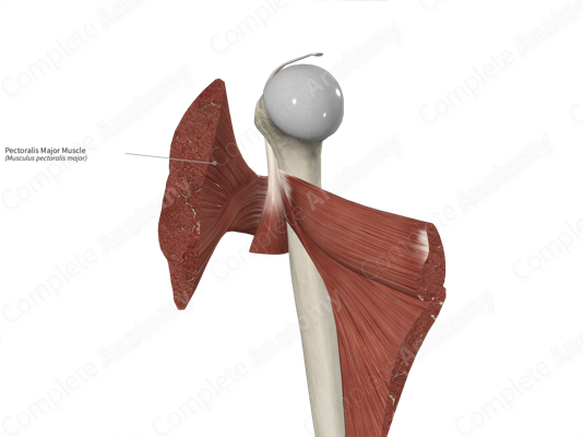Pectoralis Major Origin And Insertion