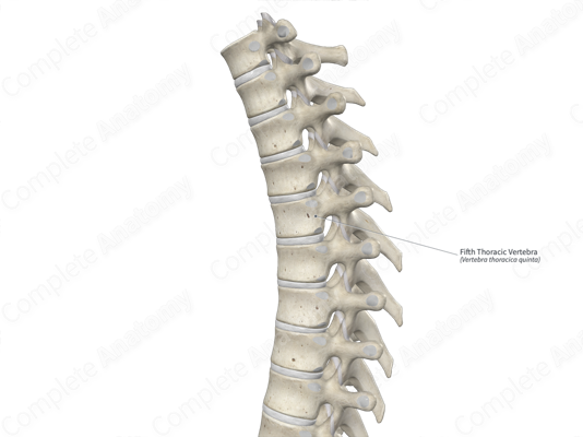 Anatomy Of Human Vertebrae Anatomy Of Human Vertebrae
