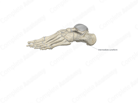 Cuneiform Bone - an overview | ScienceDirect Topics