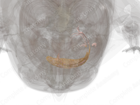Greater Omentum - an overview | ScienceDirect Topics