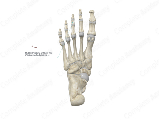 Toe - an overview | ScienceDirect Topics