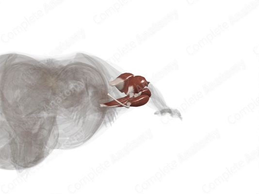 Arm Muscle - an overview | ScienceDirect Topics