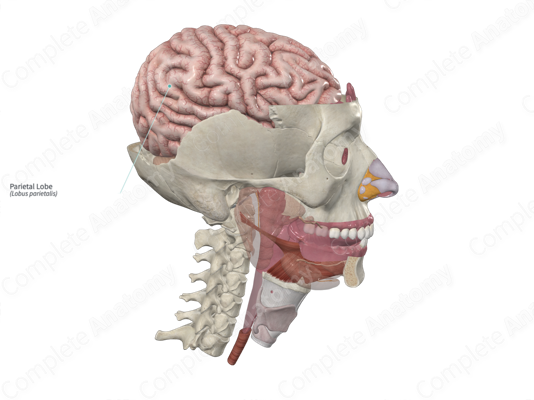 Parietal Lobe - an overview | ScienceDirect Topics
