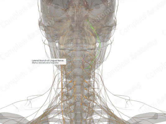 Lingual Nerve - an overview | ScienceDirect Topics