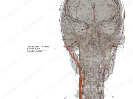 Posterior Auricular Artery - an overview | ScienceDirect Topics