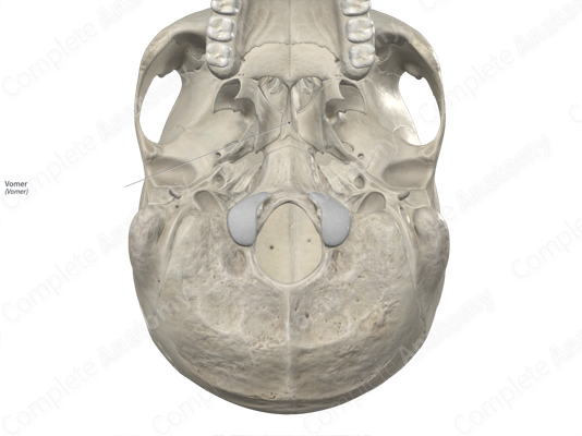 Vomer - an overview | ScienceDirect Topics