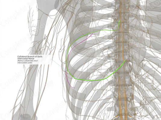 Intercostal Nerve - an overview | ScienceDirect Topics