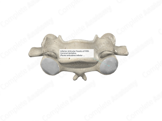 Fifth Cervical Vertebra - an overview | ScienceDirect Topics