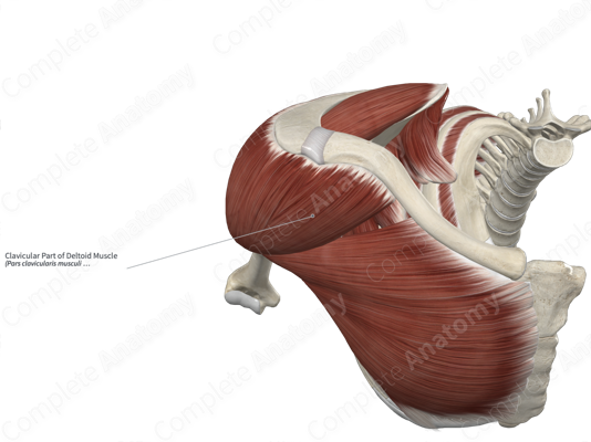 Deltoid Muscle - an overview | ScienceDirect Topics