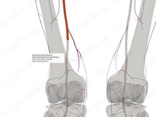 Leg Artery - an overview | ScienceDirect Topics