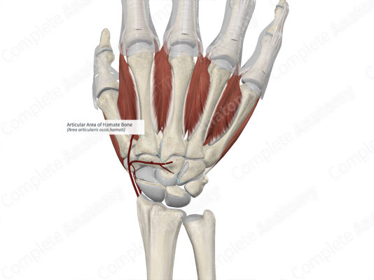 Hamate Bone - an overview | ScienceDirect Topics