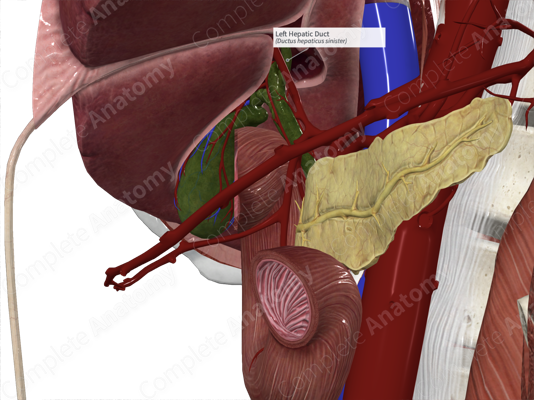 Common Hepatic Duct - an overview | ScienceDirect Topics