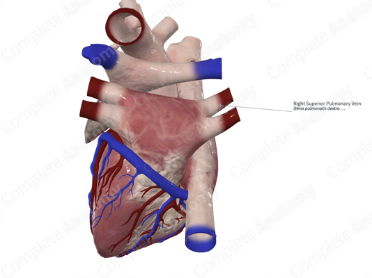 Pulmonary Vein Anatomy Pulmonary Artery: Anatomy, Function, And