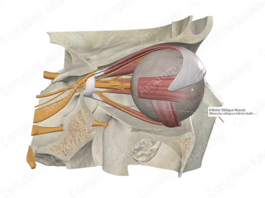 Inferior Oblique Muscle - an overview | ScienceDirect Topics