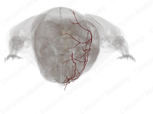 Facial Artery - an overview | ScienceDirect Topics