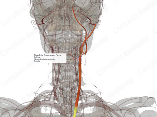 Facial Artery - an overview | ScienceDirect Topics