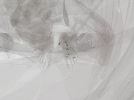 External Iliac Lymph Nodes - an overview | ScienceDirect Topics