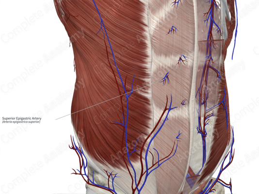 Superior Epigastric Artery Inferior Epigastric Vein Wikipedia