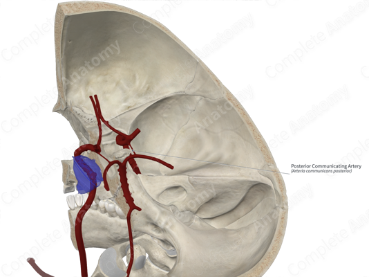 Posterior Communicating Artery - an overview | ScienceDirect Topics