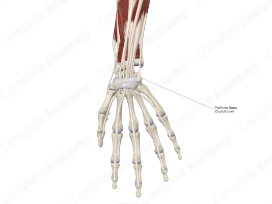 Pisiform Bone - an overview | ScienceDirect Topics