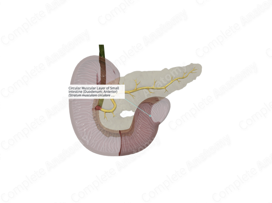 Diffe Parts Of Small Intestine And Their Functions - Infoupdate.org Diffe Parts Of Small Intestine And Their Functions - Infoupdate.org