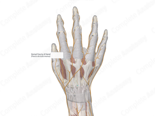Fascia - an overview | ScienceDirect Topics