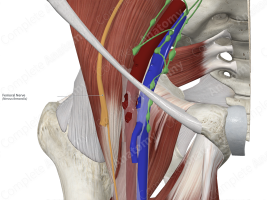 Femoral Nerve Model