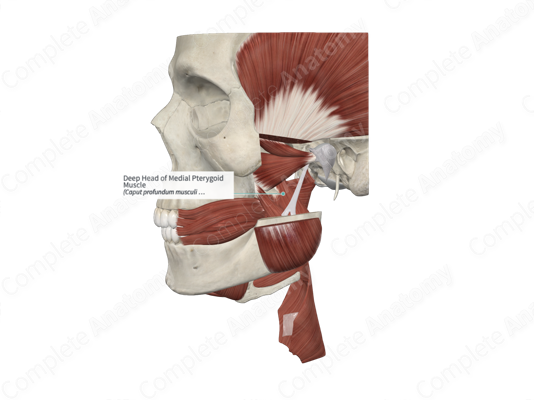 Medial Pterygoid Muscle - an overview | ScienceDirect Topics