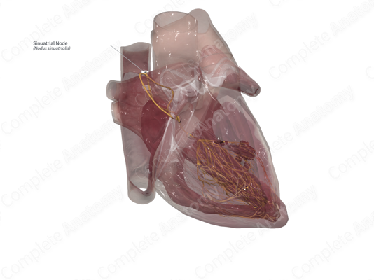 Crista Terminalis Sa Nodo
