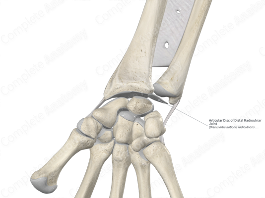 Triangular Fibrocartilage - an overview | ScienceDirect Topics