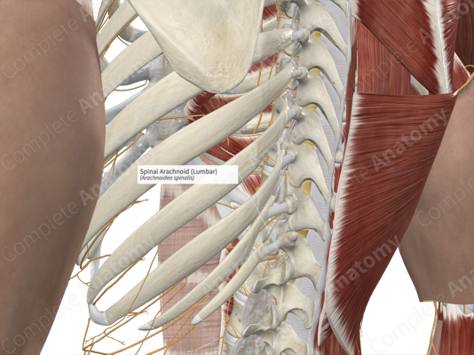 Spinal Arachnoid - an overview | ScienceDirect Topics