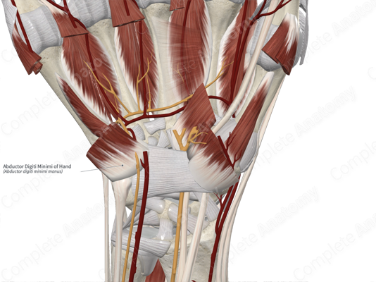 Hand Muscle - an overview | ScienceDirect Topics