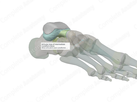 Cuneiform Bone - an overview | ScienceDirect Topics