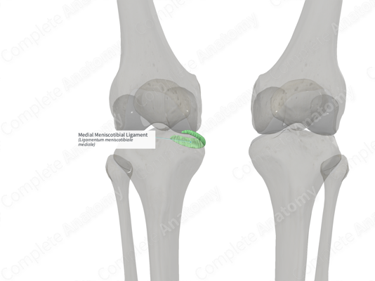 Meniscotibial Ligament - an overview | ScienceDirect Topics