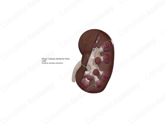 Kidney Pelvis - an overview | ScienceDirect Topics
