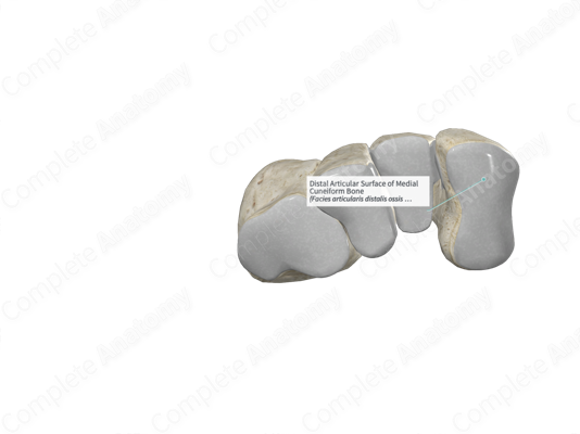 Cuneiform Bone - an overview | ScienceDirect Topics