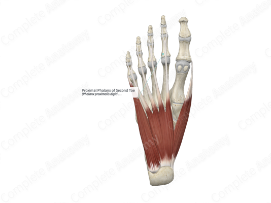 Proximal Phalanx Definition Location Anatomy Diagram