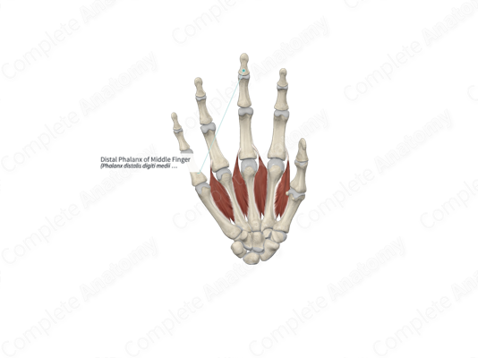 Distal Phalanx - an overview | ScienceDirect Topics
