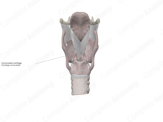 Corniculate Cartilage - an overview | ScienceDirect Topics