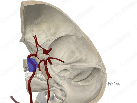 Basilar Artery - an overview | ScienceDirect Topics