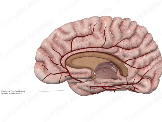 Posterior Cerebral Artery